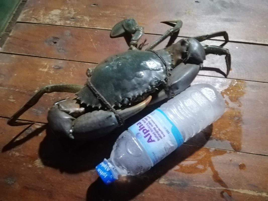 Signature Wild Catch Crabs - Father's Day Crab Delivery Singapore ...